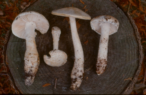 Amanita smithiana - Vancouver Mycological Society