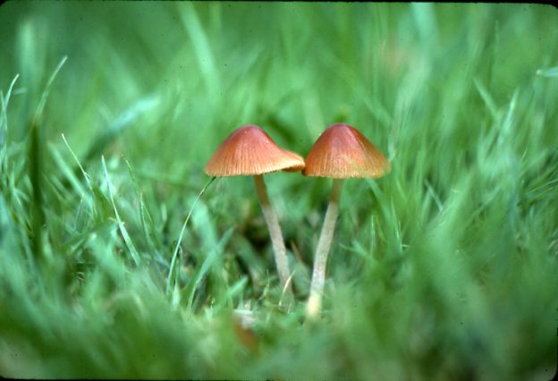 Conocybe cyanopus - Vancouver Mycological Society