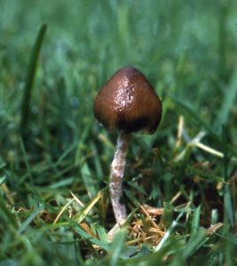 Selected Psychedelic Species - Vancouver Mycological Society