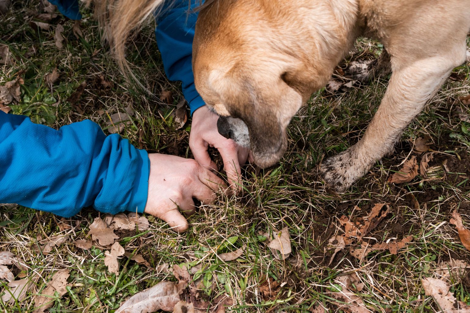 BC’s Truffle Industry: The Next Frontier is Underground - Vancouver ...